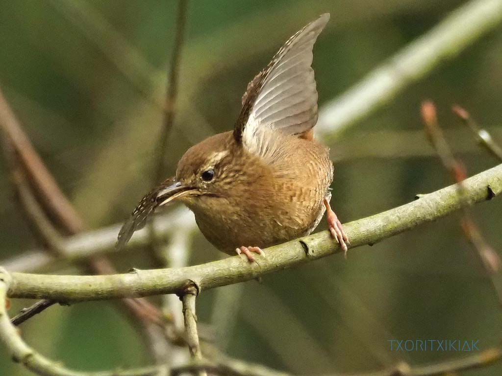 Chochin, el pajarito chiquirriquitin – Txoritxikiak